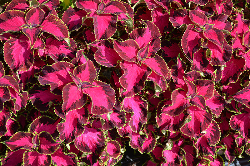 Coleus Chocolate Cherries – Verona Caney Gardens