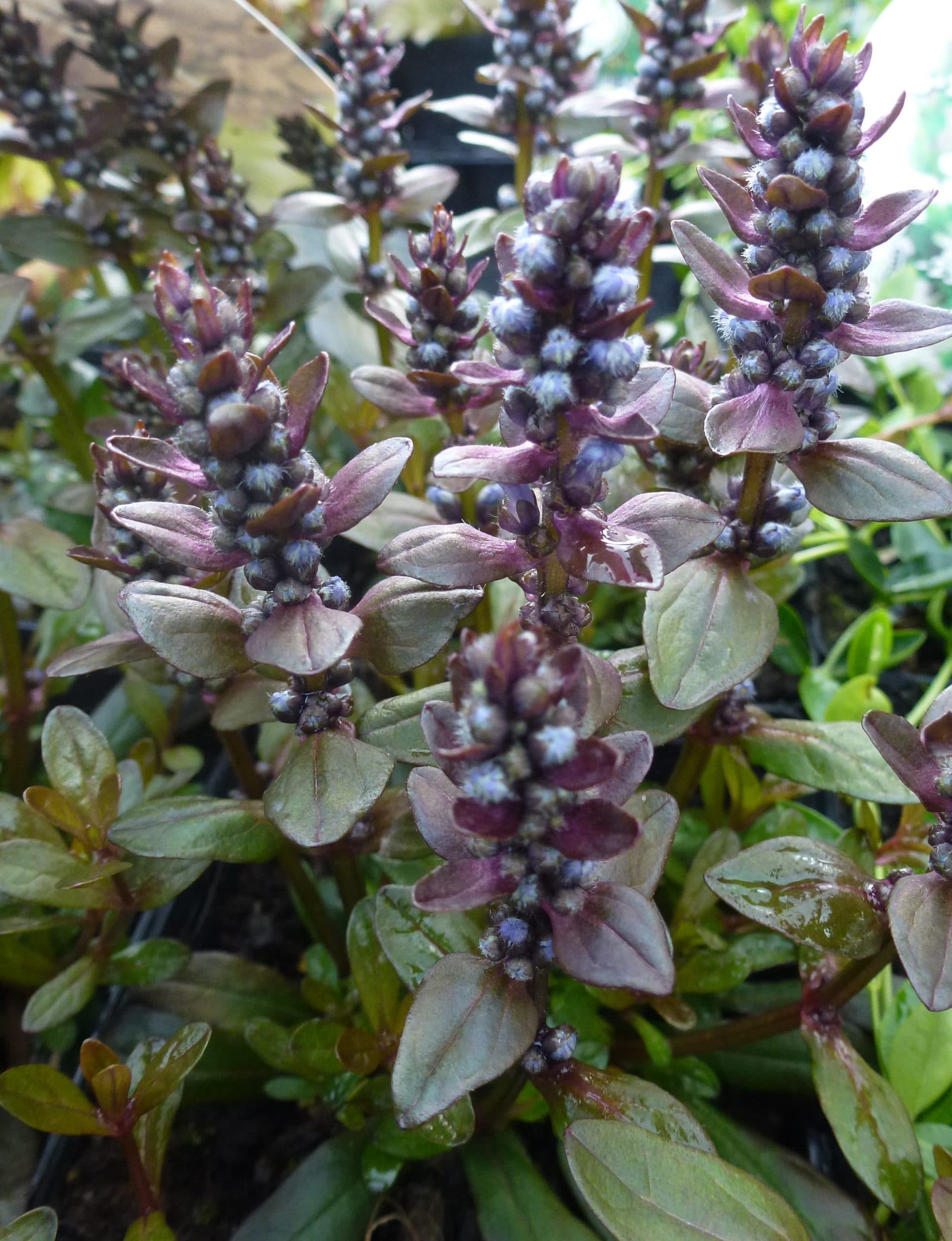 Ajuga Chocolate Chip – Verona Caney Gardens