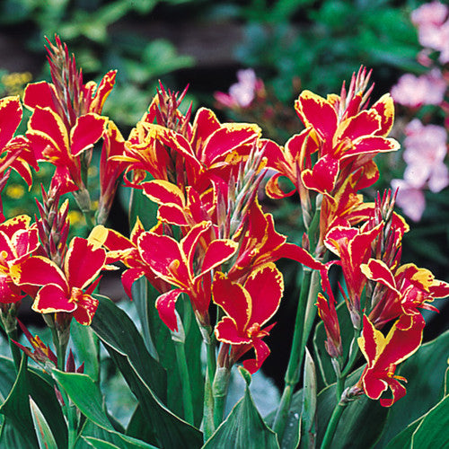 Canna Lily Lucifer – Verona Caney Gardens