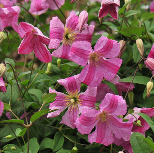 Clematis Pink Mink – Verona Caney Gardens