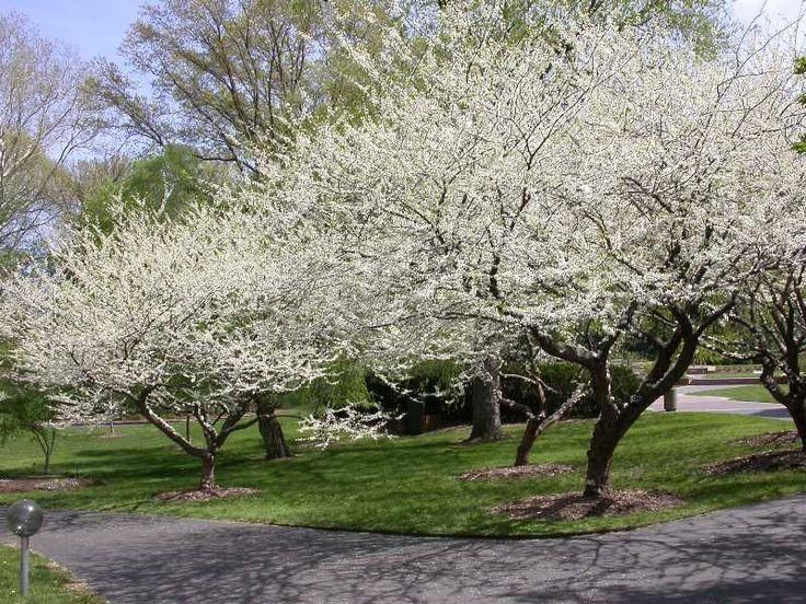 Redbud Royal White – Verona Caney Gardens