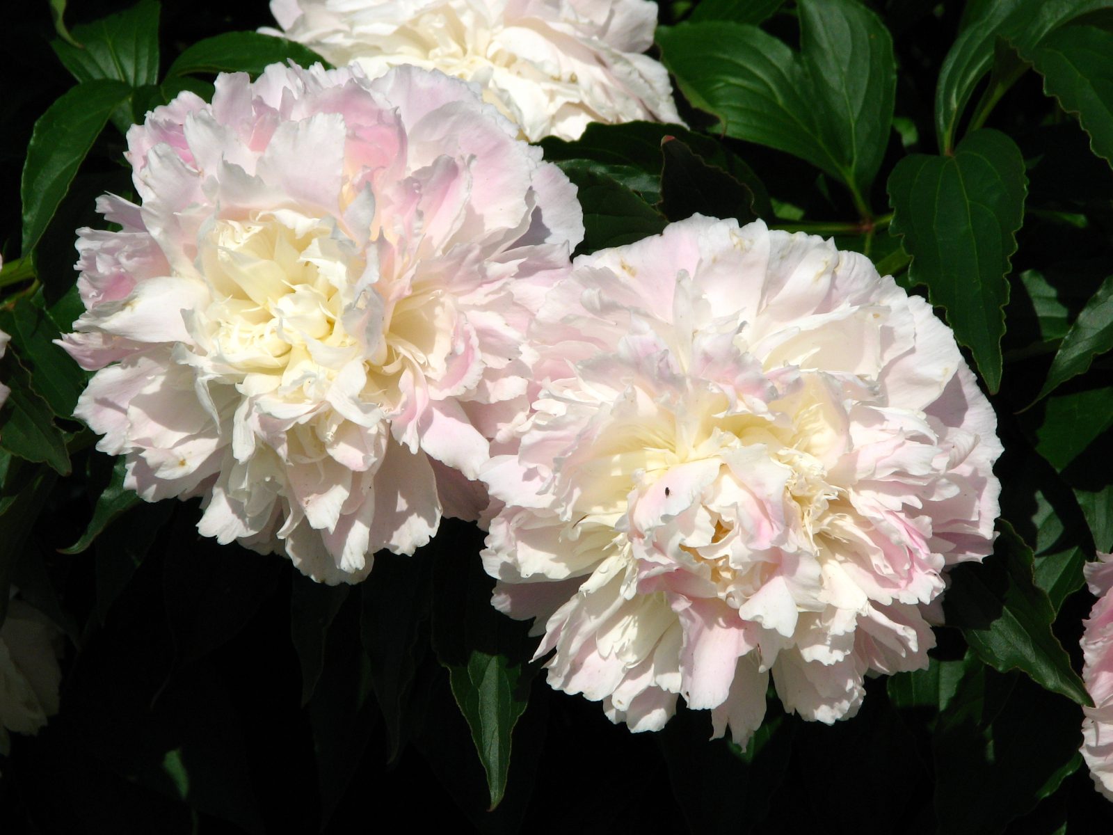 Peony Shirley Temple – Verona Caney Gardens